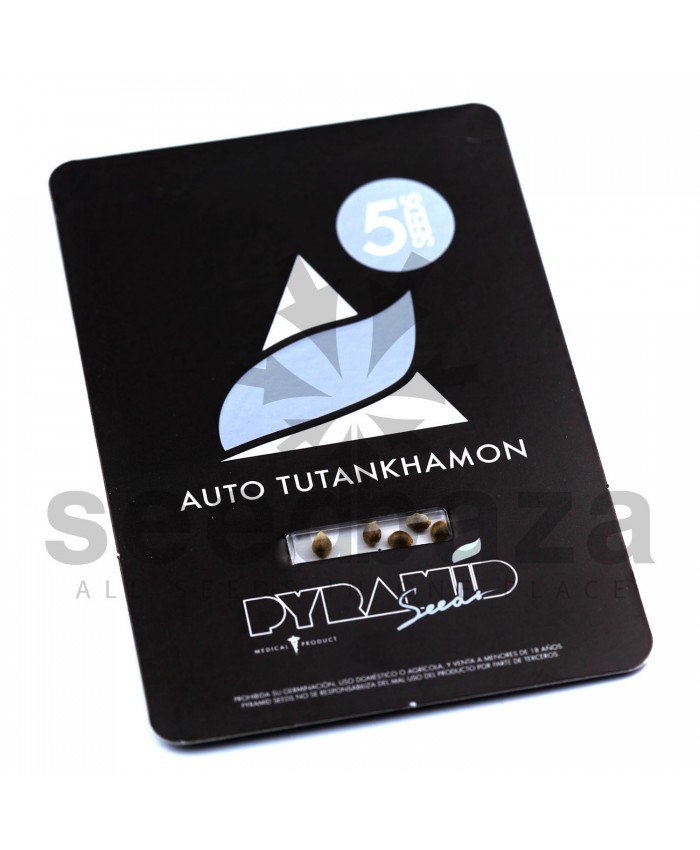 Купить семена конопли Auto Tutankhamon Feminised в Украине