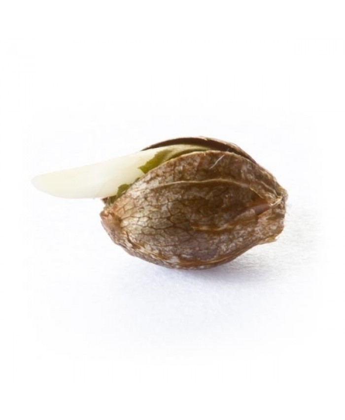 Купить семена конопли Auto Royal Dwarf Feminised в Украине